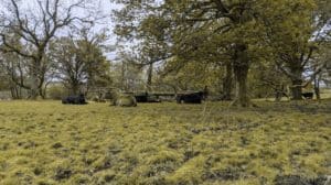 Can Wolves See Color? (Experience Wolf Vision!) – Fauna Facts