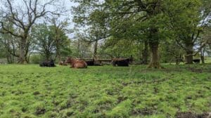 Can Wolves See Color? (Experience Wolf Vision!) – Fauna Facts