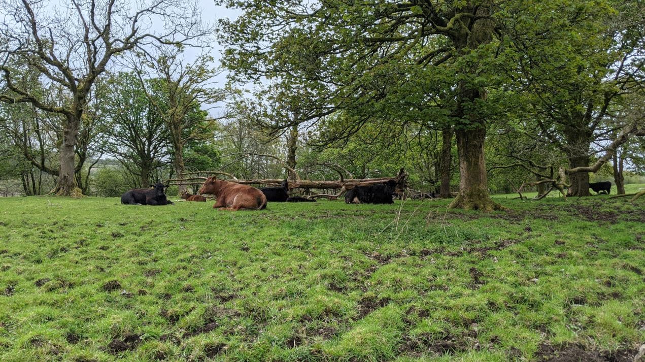 Can Wolves See Color? (Experience Wolf Vision!) – Fauna Facts