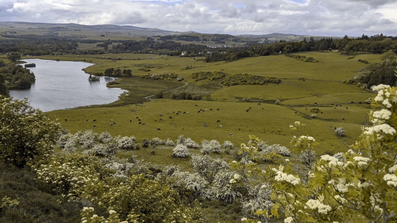 Can Wolves See Color? (Experience Wolf Vision!) – Fauna Facts