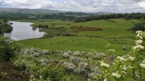 Can Wolves See Color? (Experience Wolf Vision!) – Fauna Facts