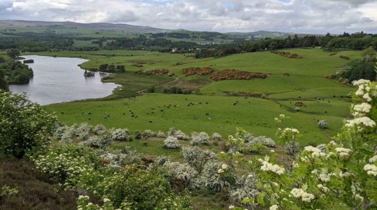 Can Wolves See Color? (Experience Wolf Vision!) – Fauna Facts