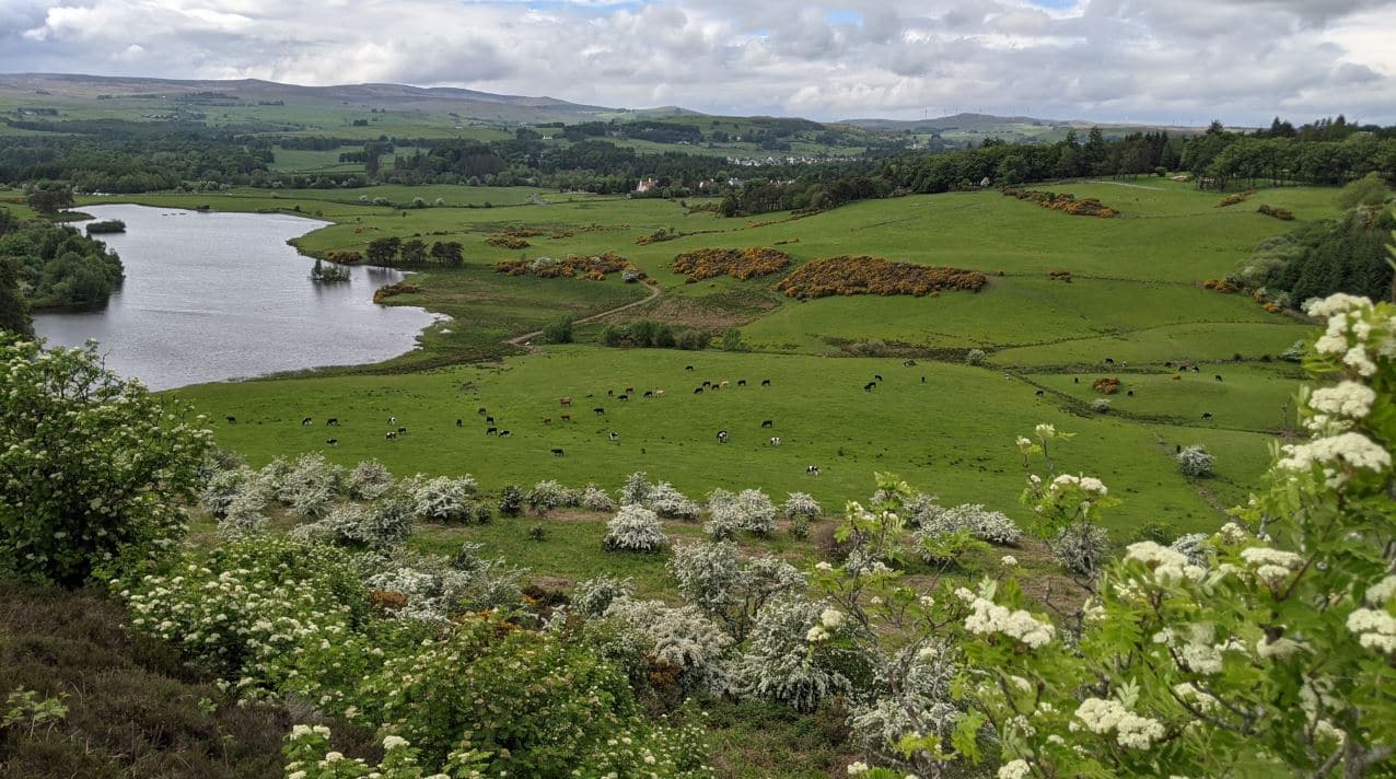 Can Cows See In Color? (Experience Cow Vision!) – Fauna Facts