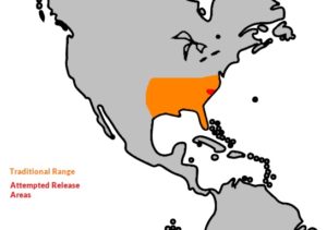 17 Critically Endangered Species in 2022 – Fauna Facts