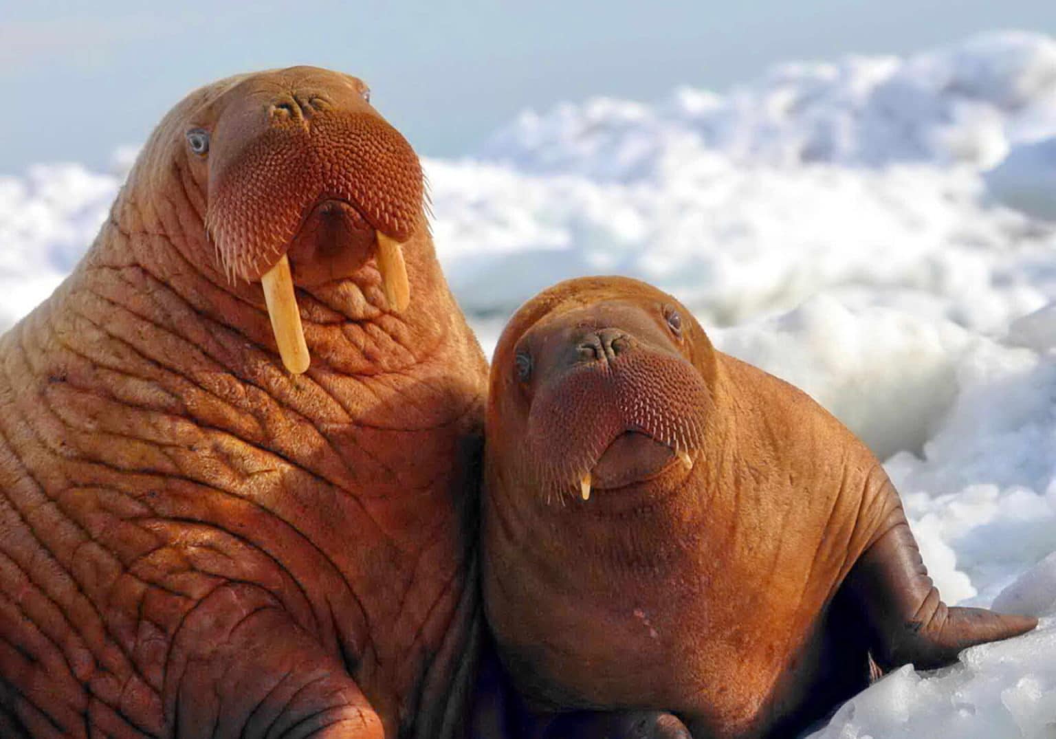25 Animals that Live in Antarctica (A to Z List & Pictures) – Fauna Facts