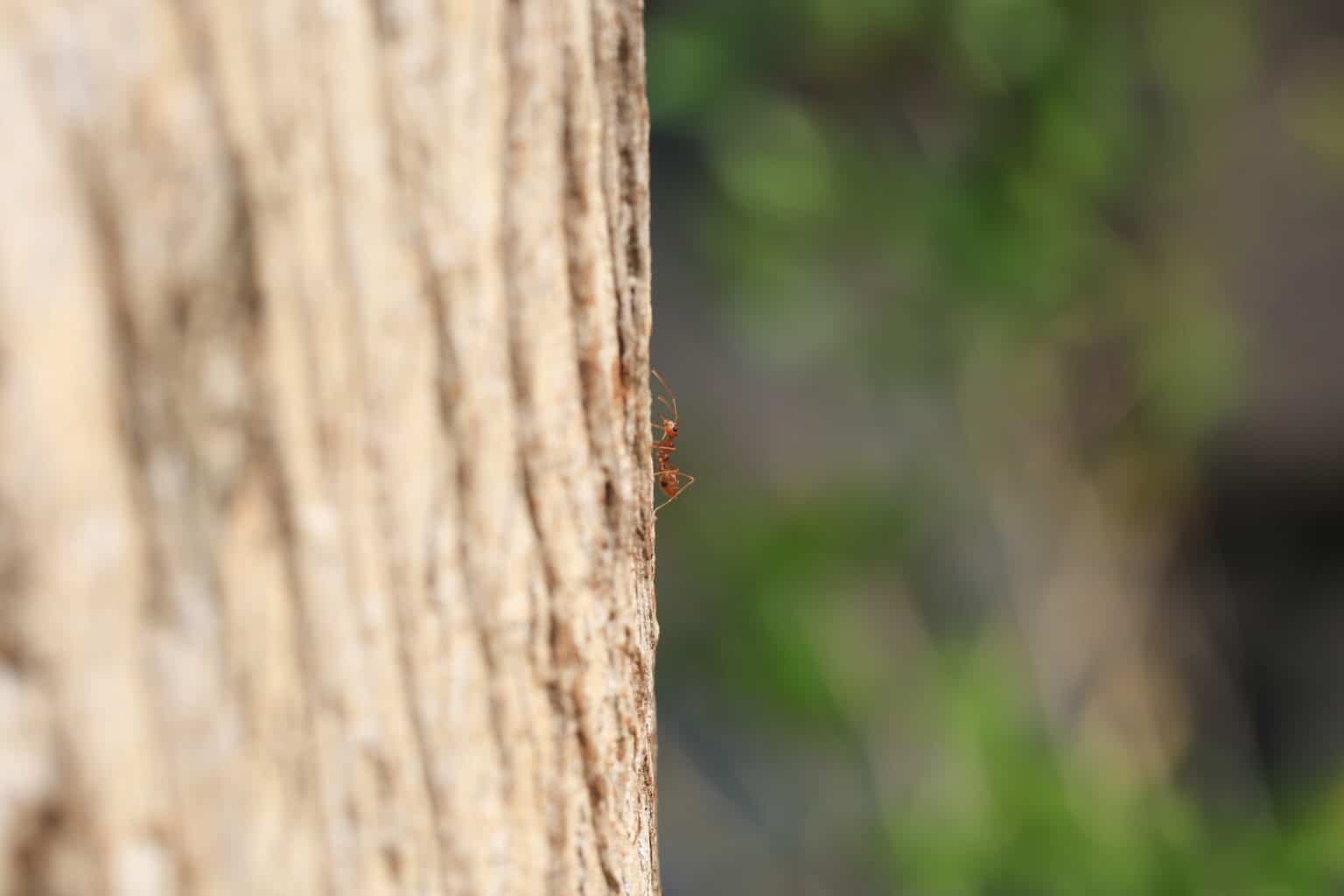 Why Do Ants Climb Trees? – Fauna Facts