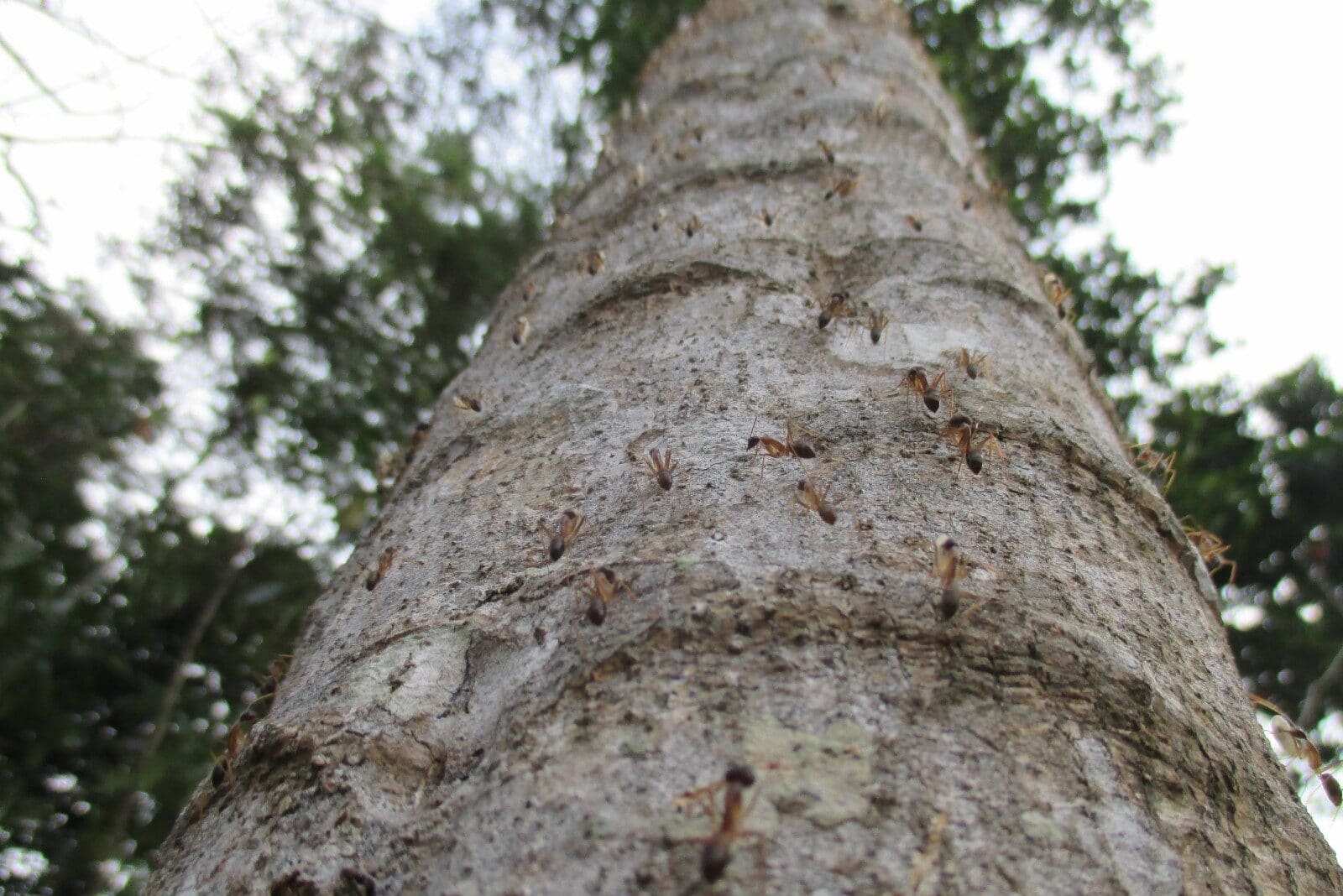 Why Do Ants Climb Trees? – Fauna Facts