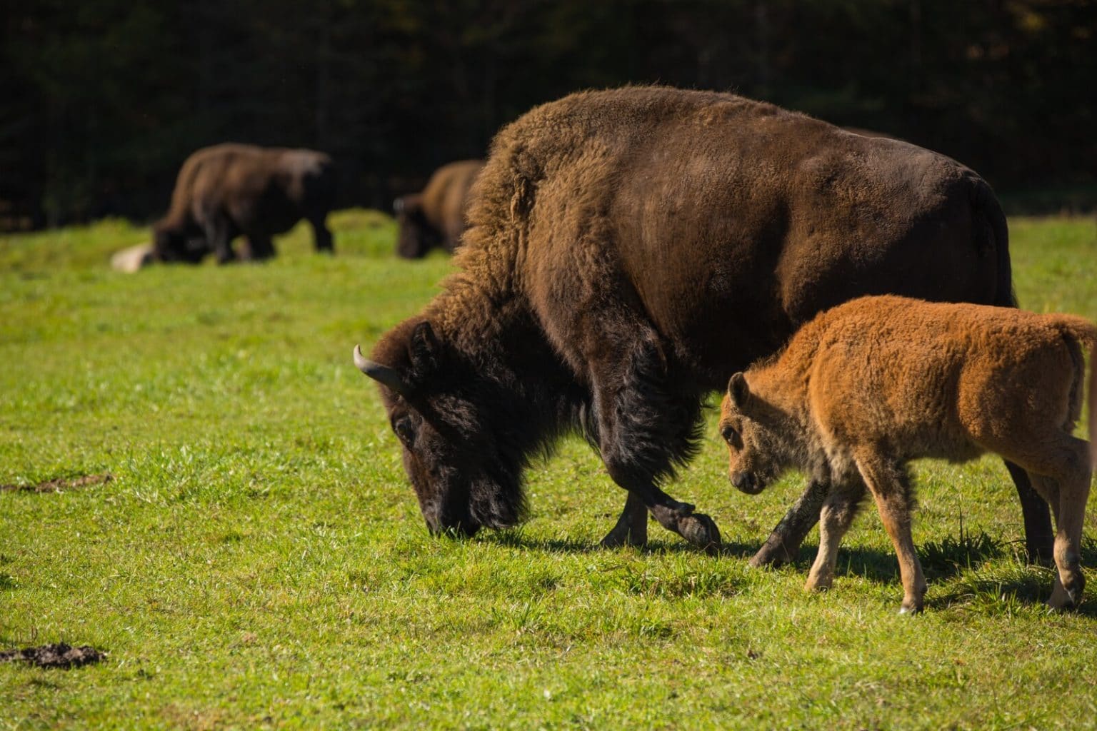 33 Examples of Warm-Blooded Animals (A to Z List & Pictures) – Fauna Facts