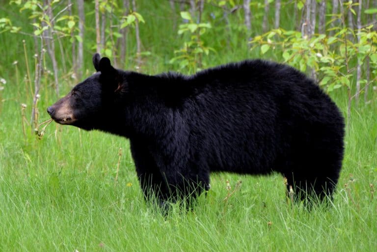 21 Beautiful Animals that are Black (A to Z List with Pictures) – Fauna ...