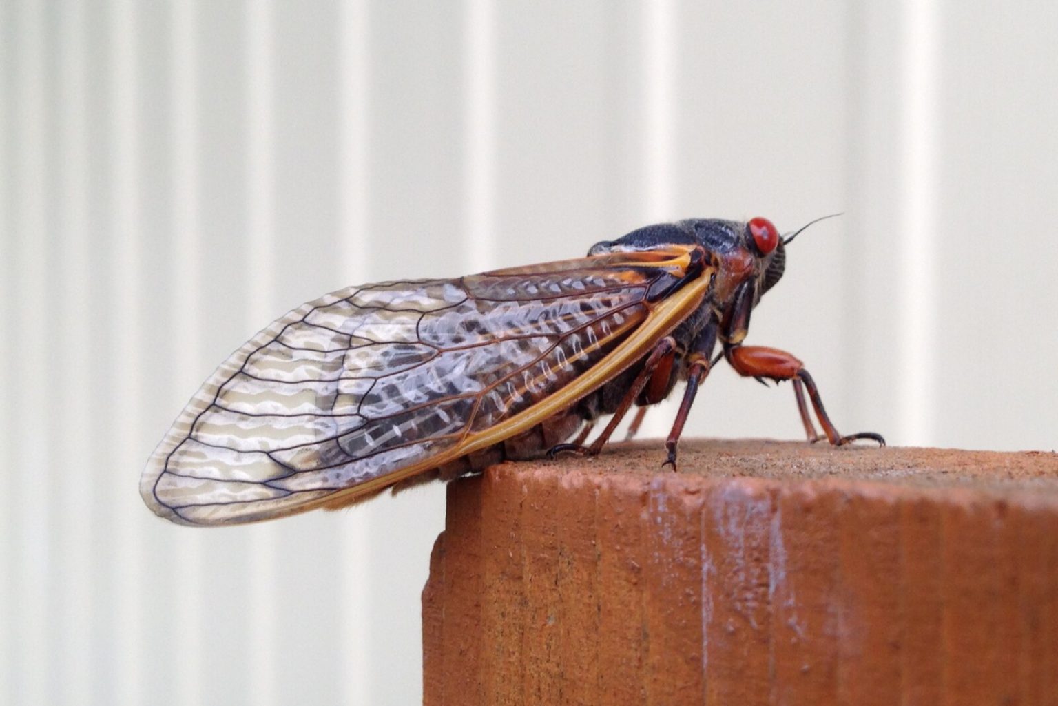 29 Animals that Live in Wetlands (with Pictures) – Fauna Facts