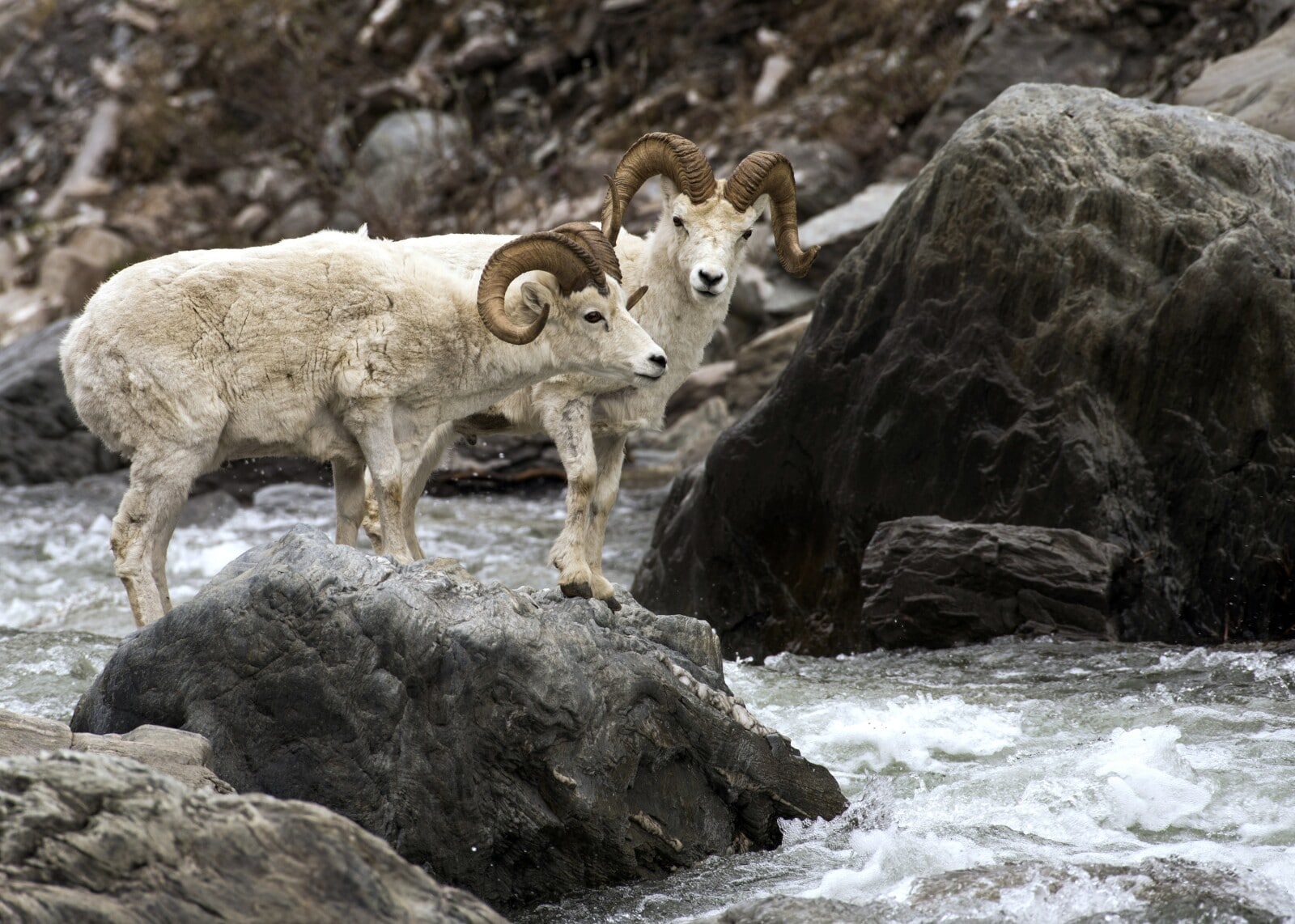 133 Examples of Ruminants (A to Z List with Pictures) – Fauna Facts