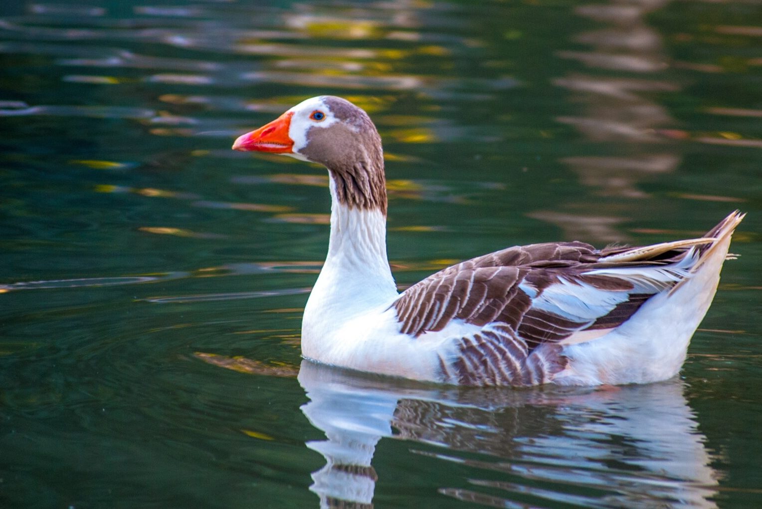 Fauna Facts – An Animals and Pets Resource Site