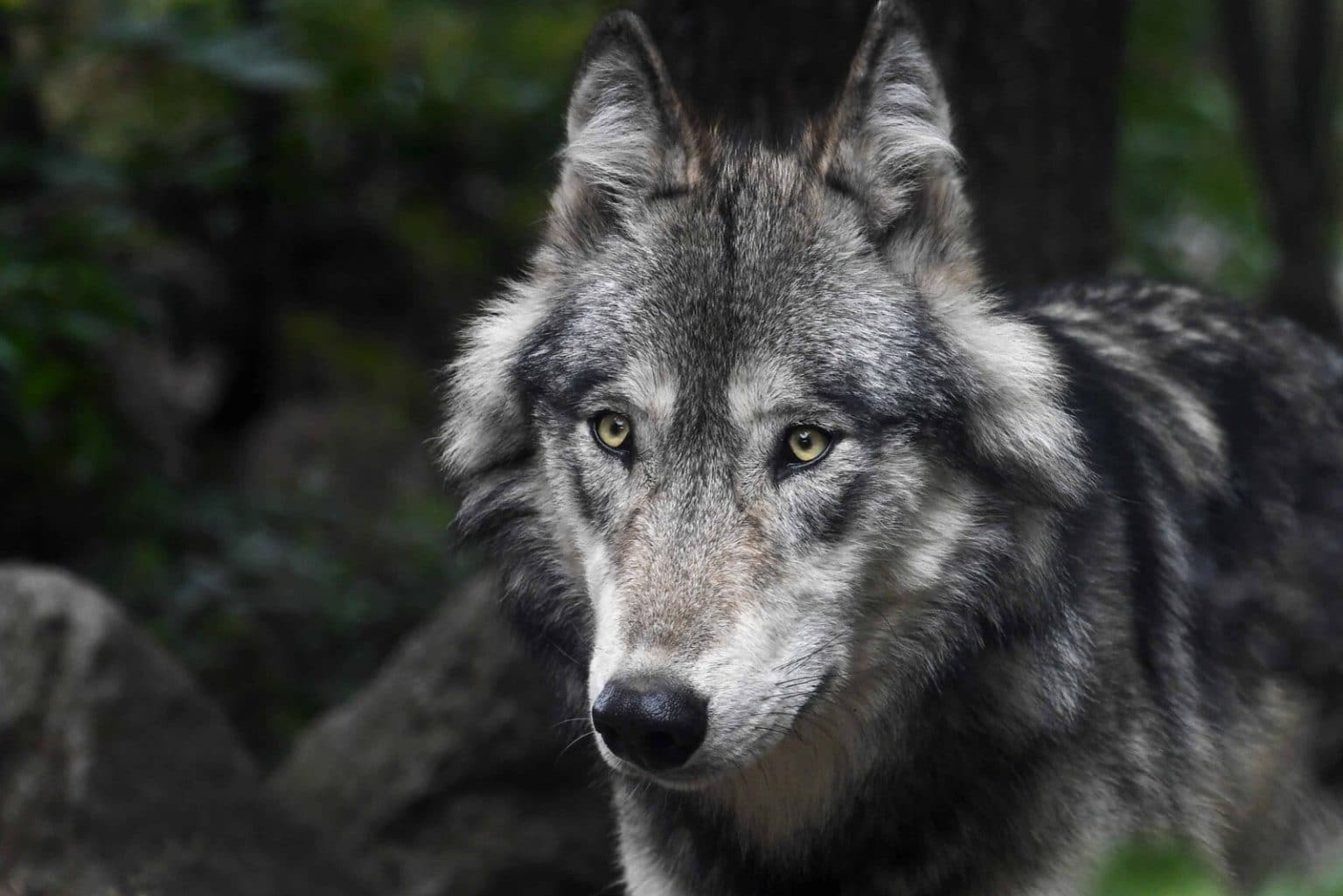 5 Wolf Colors (What Colors can Wolves Be?) – Fauna Facts