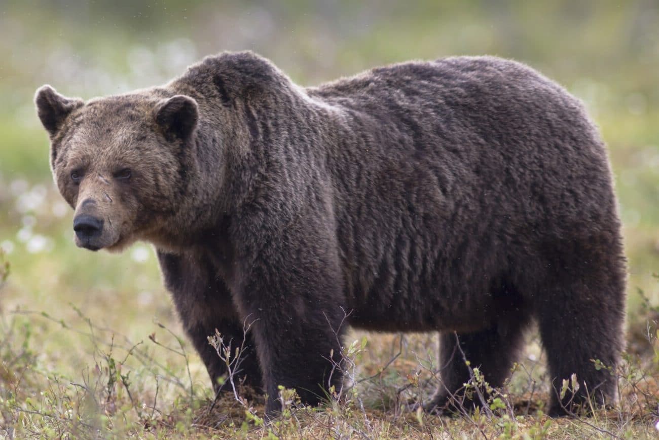 47 Examples of Predators (A to Z List with Pictures) – Fauna Facts