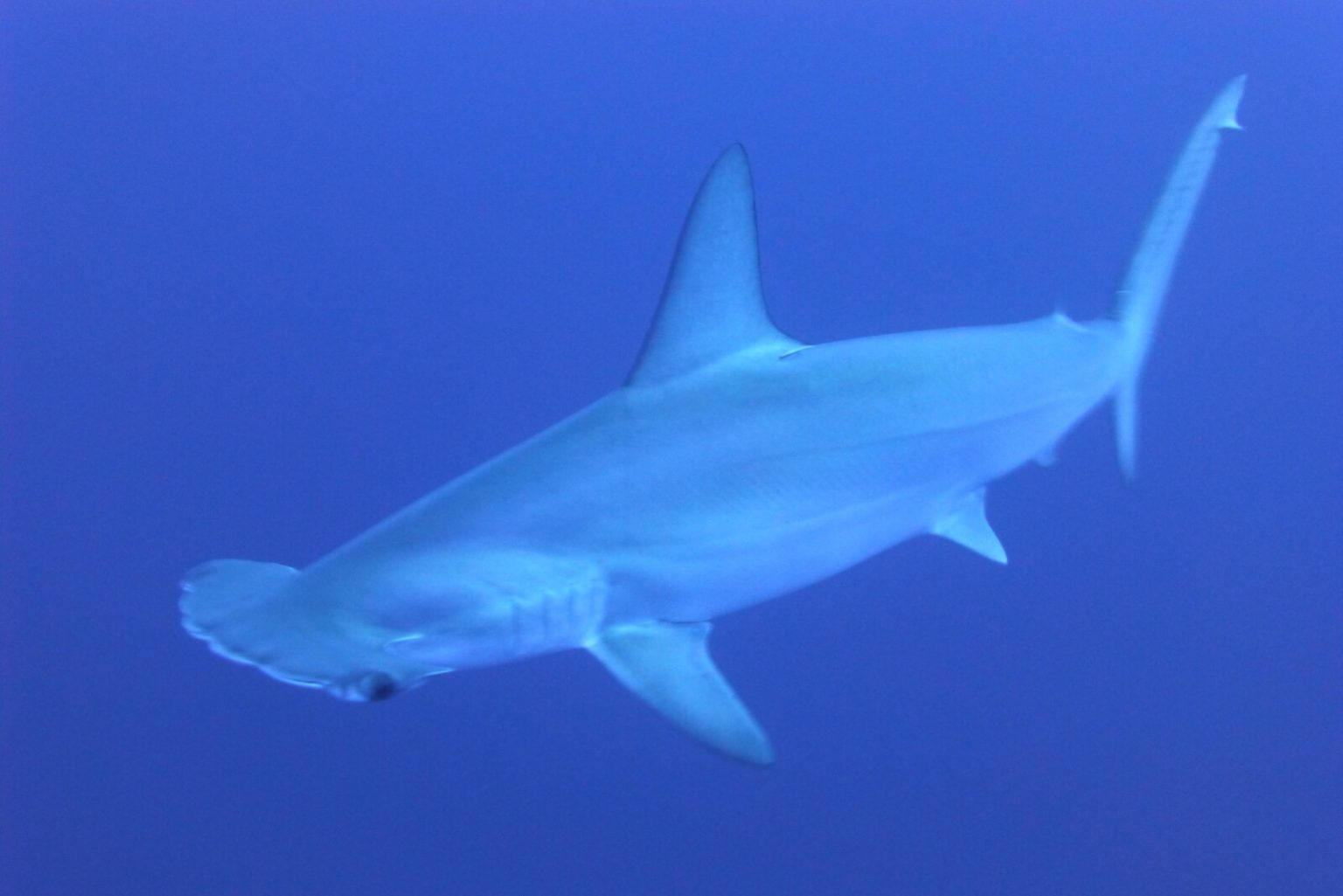 39 Fish that Are Endangered (List with Pictures) – Fauna Facts