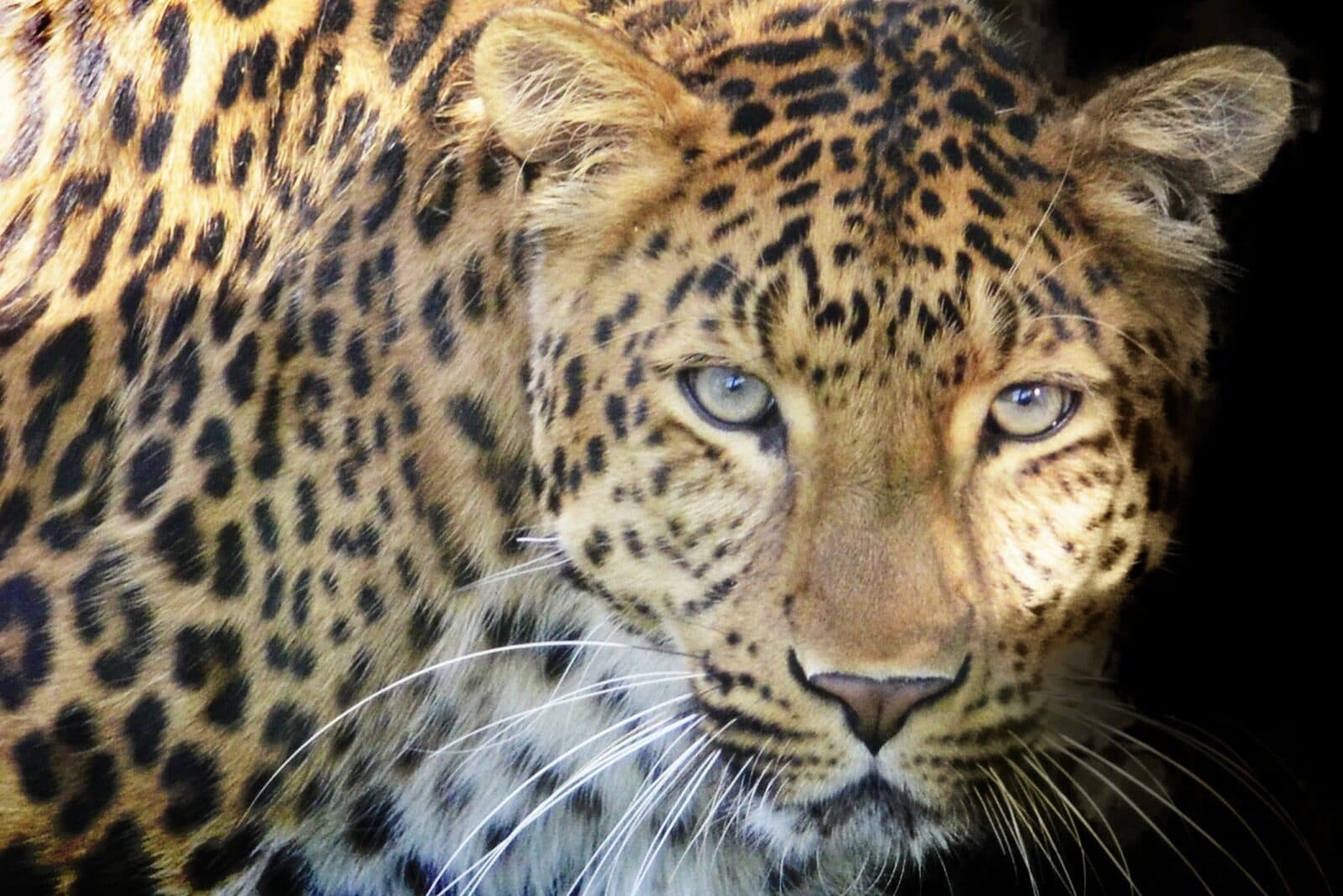 25 Examples of Scavengers (A to Z List & Pictures) – Fauna Facts