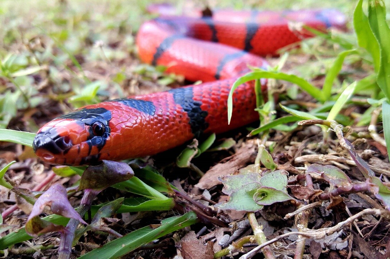 24 Animals that use Mimicry (A to Z List & Pictures) – Fauna Facts