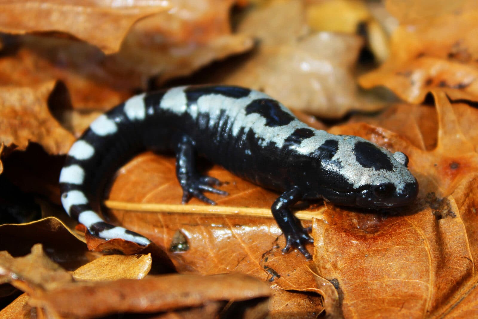 29 Animals that Live in Wetlands (with Pictures) – Fauna Facts