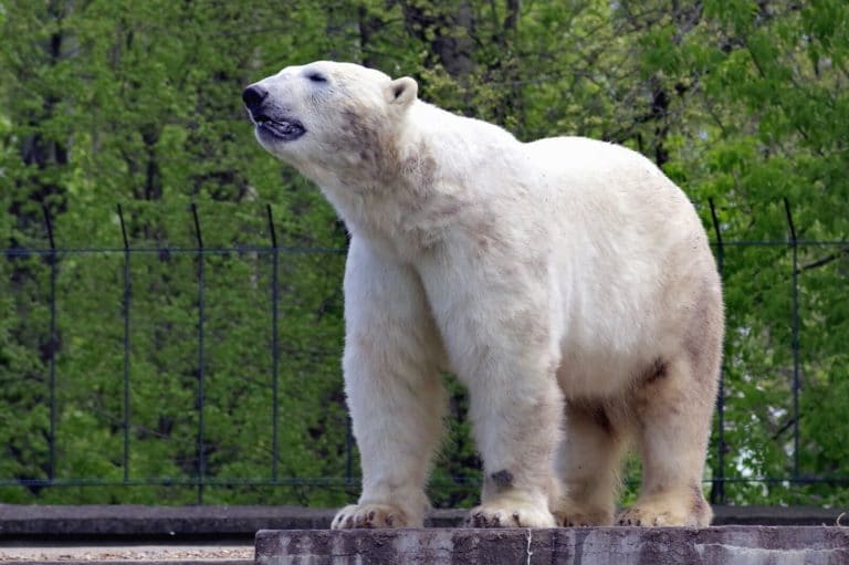 How do Polar Bears Stay Warm? (And Are They Cold-Blooded?) – Fauna Facts