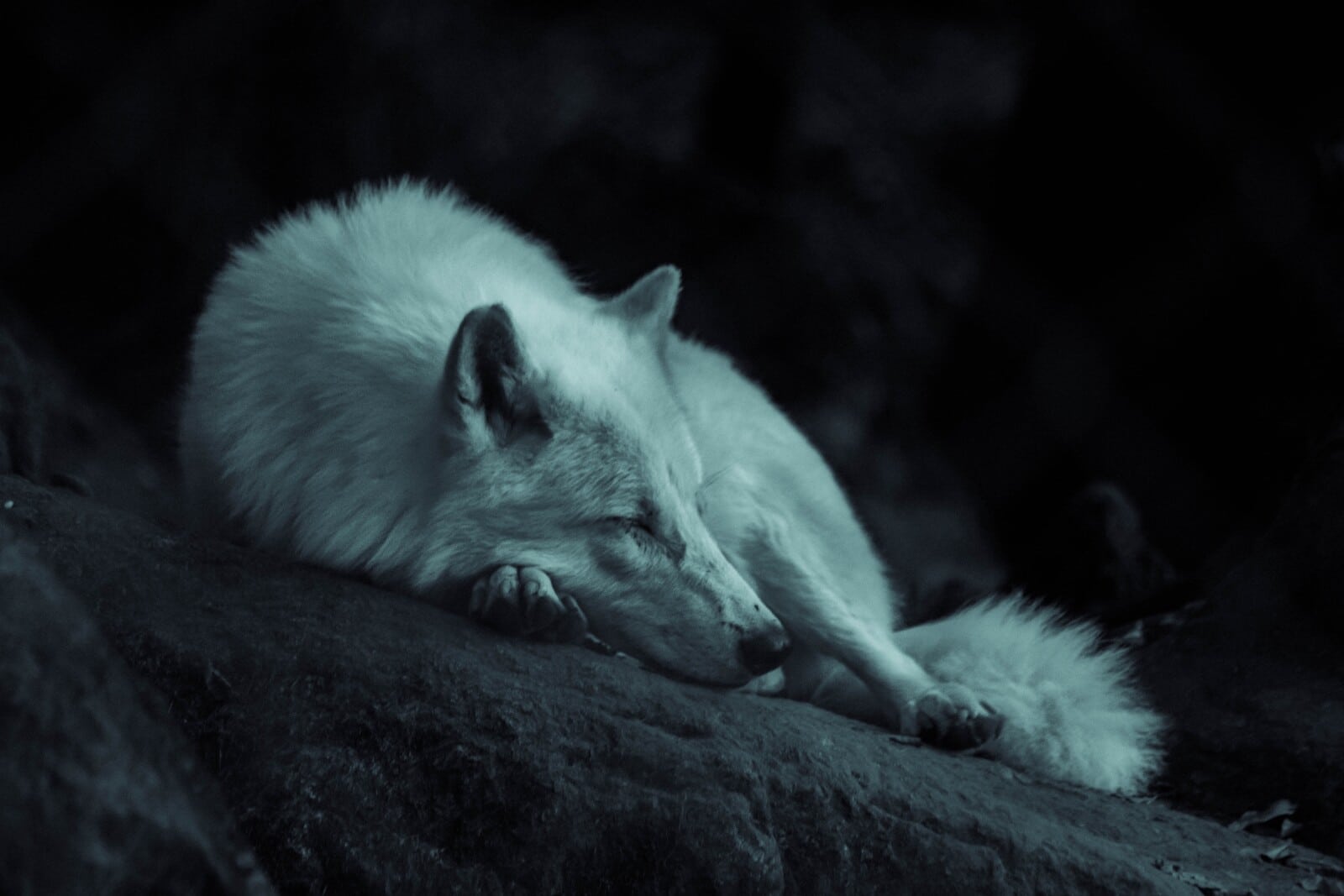 How Do Wolves Sleep? – Fauna Facts