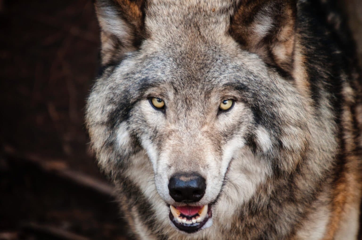 How Strong are Wolves? (Wolf Bite Force Explained) – Fauna Facts