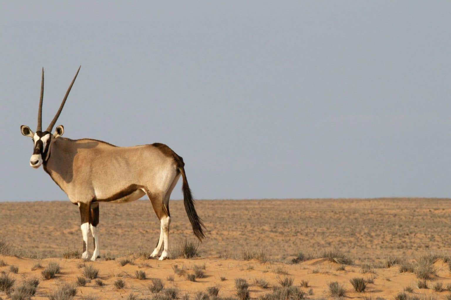 45 Animals that Live in the Desert (A to Z List & Pictures) – Fauna Facts