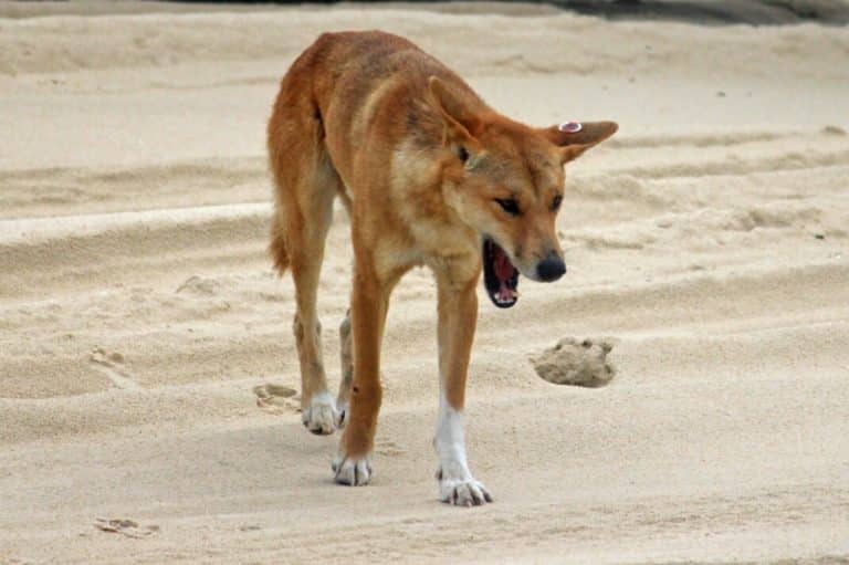 What Eats Koalas? (14 Predators with Pictures) – Fauna Facts