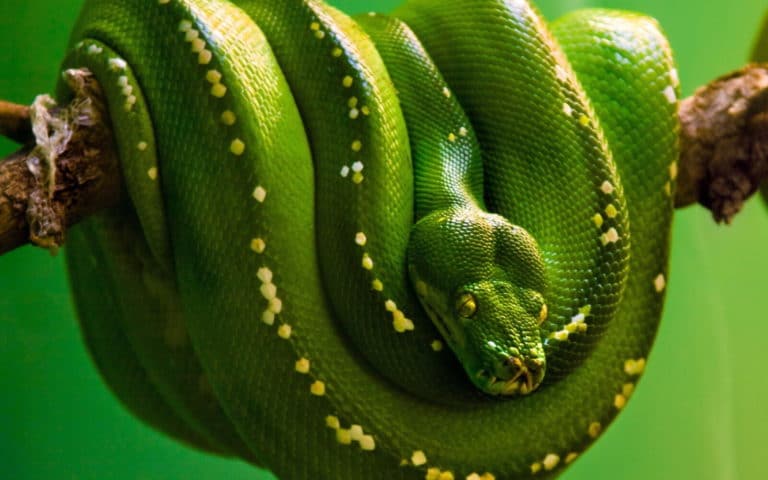 25 Animals that are Green (A to Z List) – with Pictures – Fauna Facts