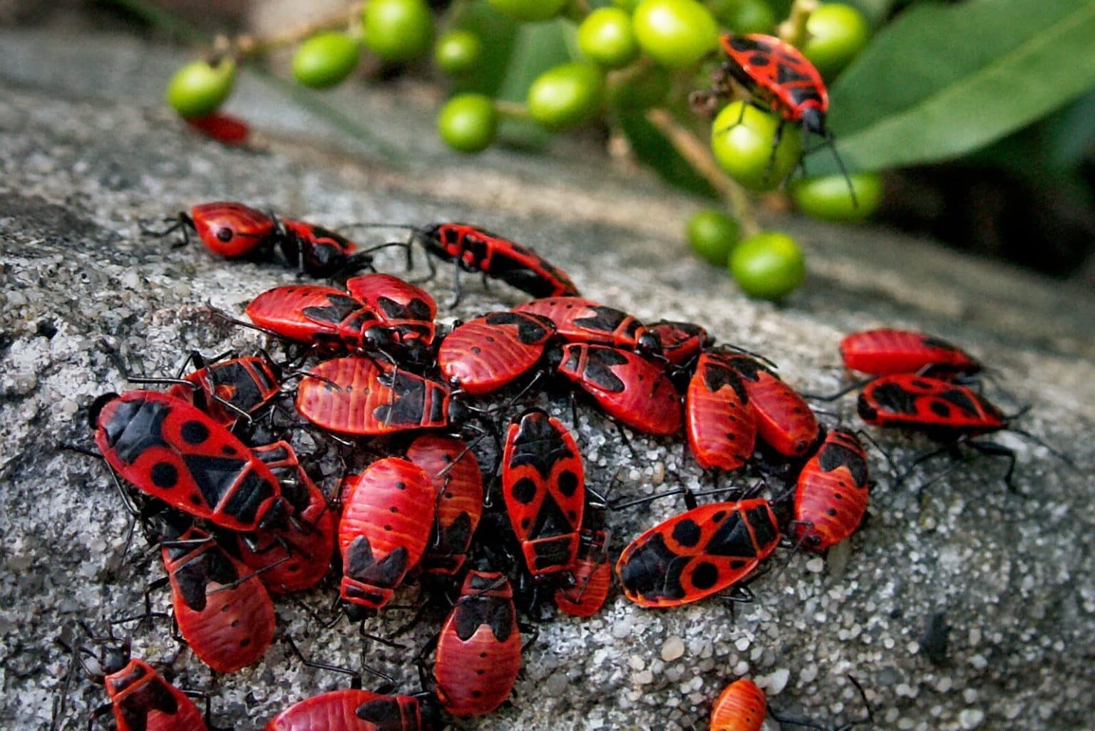 31 Animals that are Red (A to Z List & Pictures) – Fauna Facts