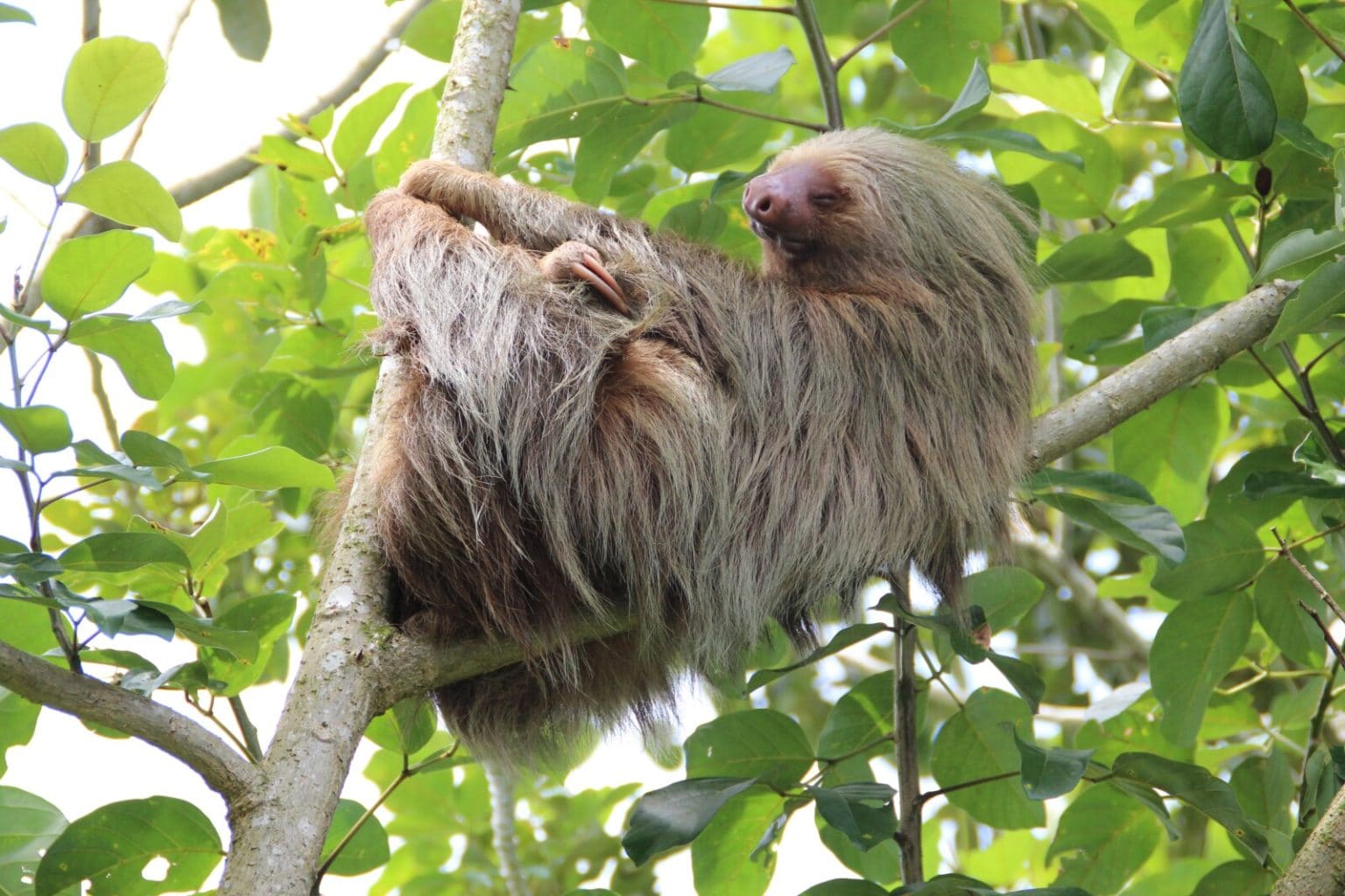 10 Sloth Adaptations (Evolutionary Secrets!) – Fauna Facts