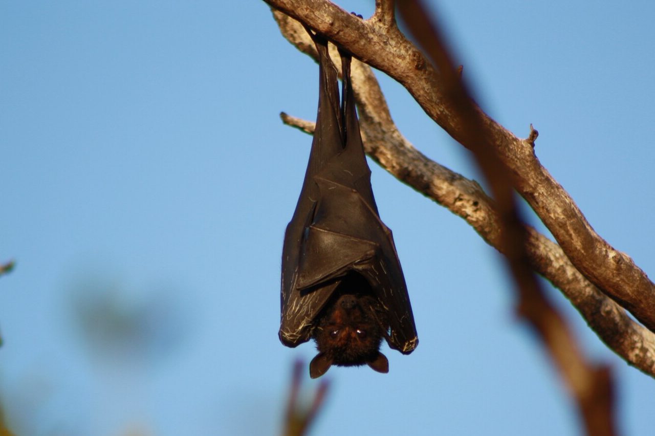 37 Animals with Claws (A to Z List with Pictures) – Fauna Facts