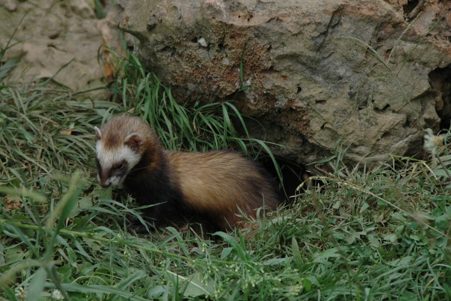 26 Examples of Skinny Animals (A to Z List with Pictures) – Fauna Facts