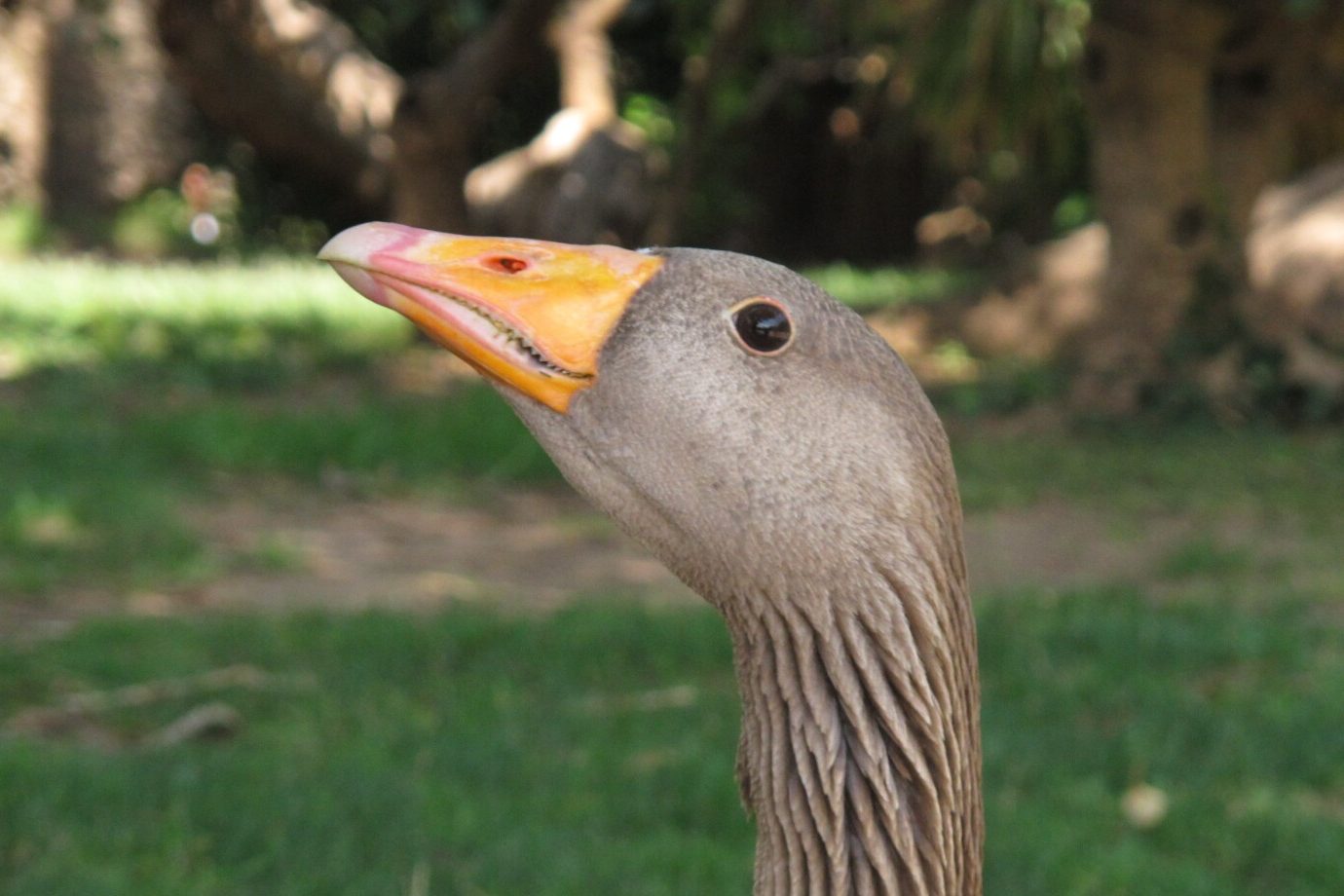 About Geese – Fauna Facts