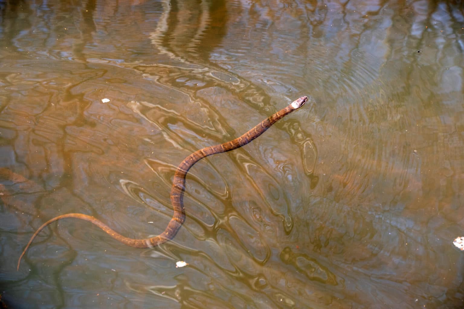 How Do Snakes Swim? (4 Methods) – Fauna Facts