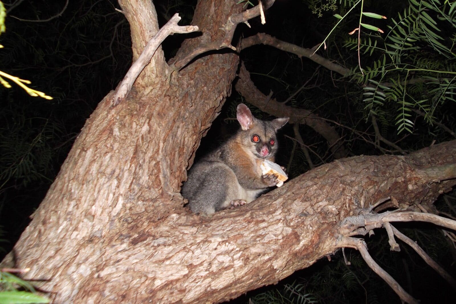 47 Animals that live in Trees (A to Z List +Pictures) – Fauna Facts