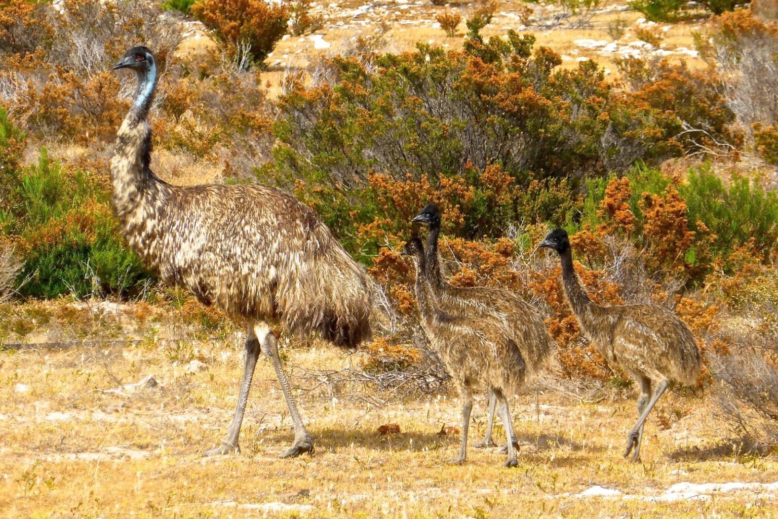 33 Animals that Walk On Two Legs (A to Z List +Pictures) – Fauna Facts