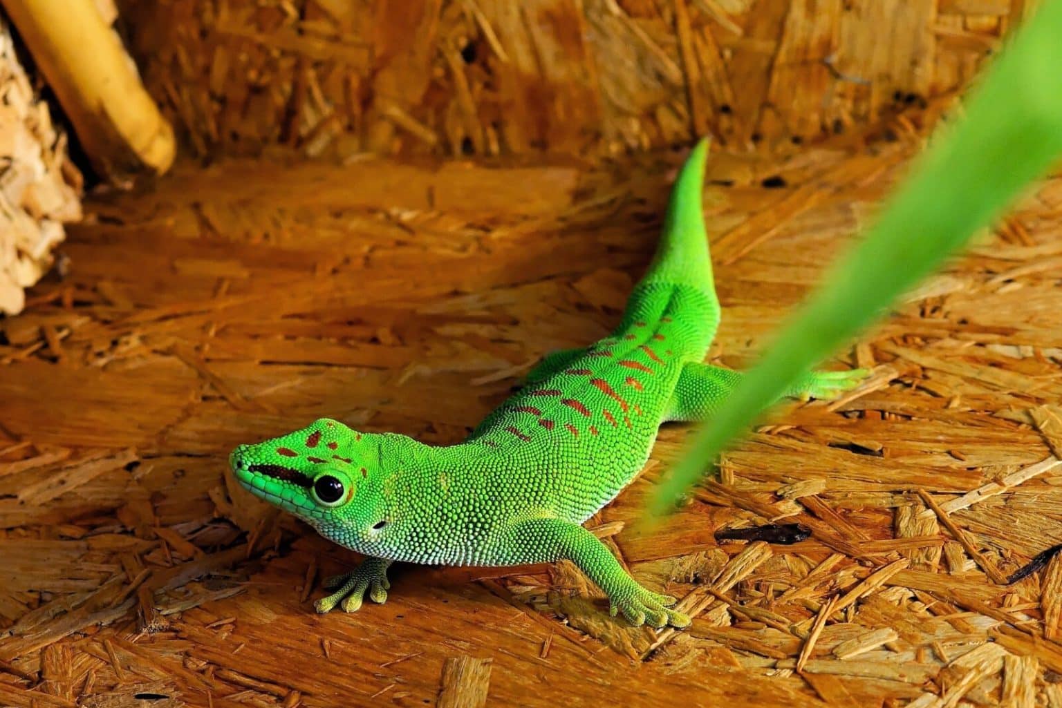 26 Examples of Skinny Animals (A to Z List with Pictures) – Fauna Facts