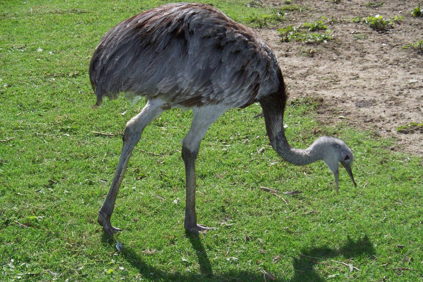 33 Examples of Two-Legged Animals (A to Z List +Pictures) – Fauna Facts