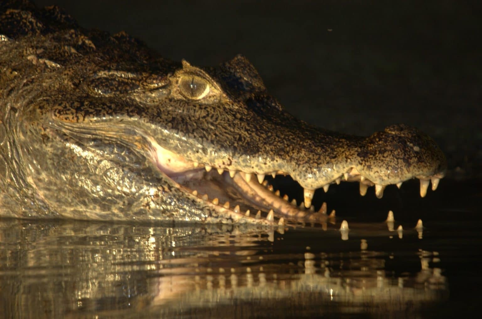 All 8 Types of Alligators Living and Extinct! (Listed from A to Z ...