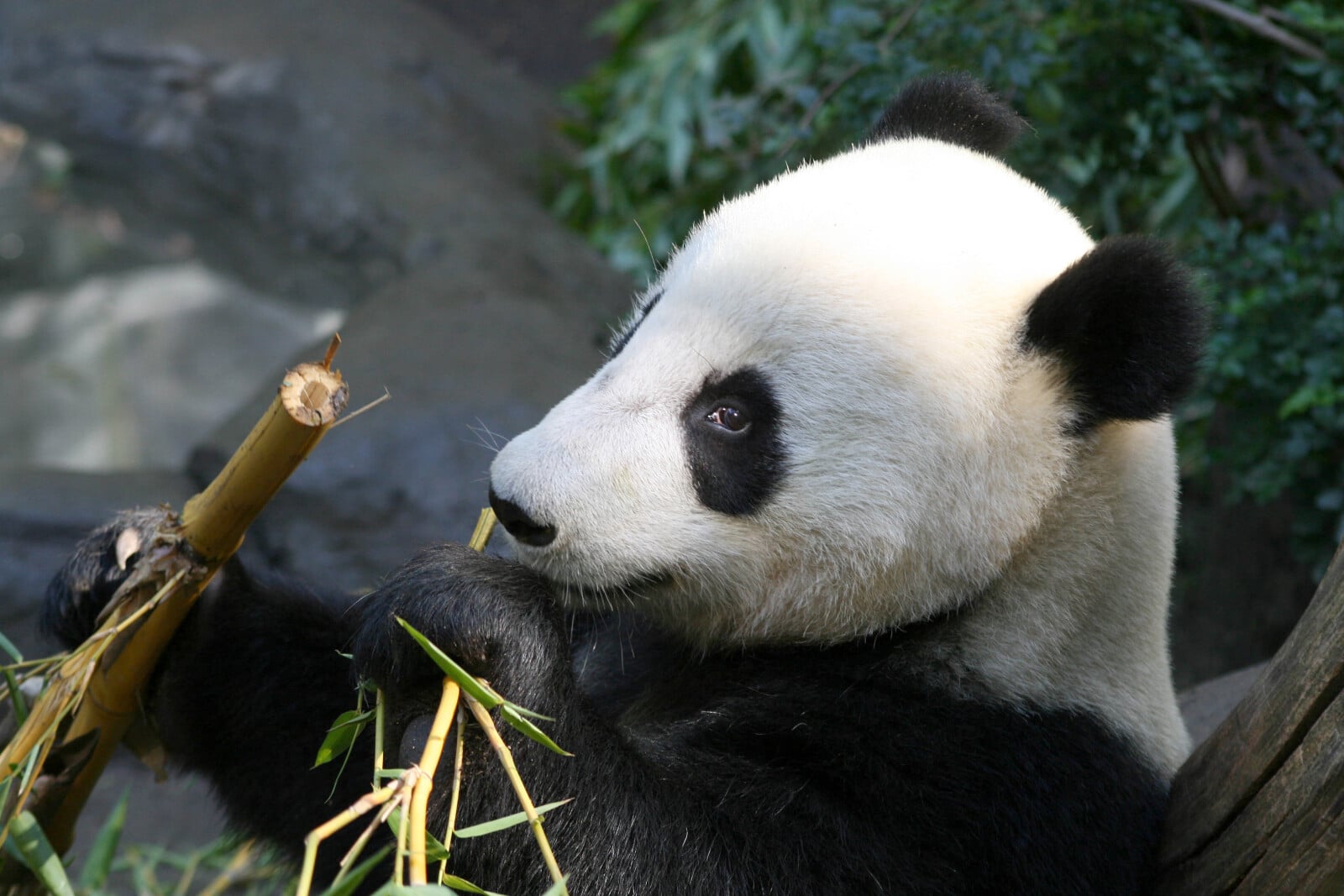 10 Panda Adaptations (Evolutionary Secrets!) – Fauna Facts