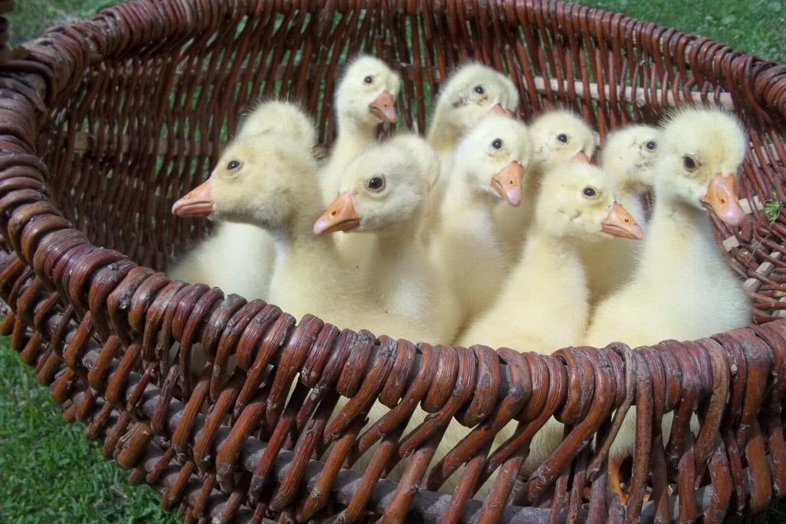 About Geese – Fauna Facts