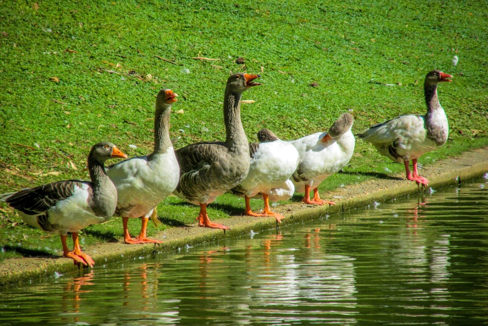 About Geese – Fauna Facts