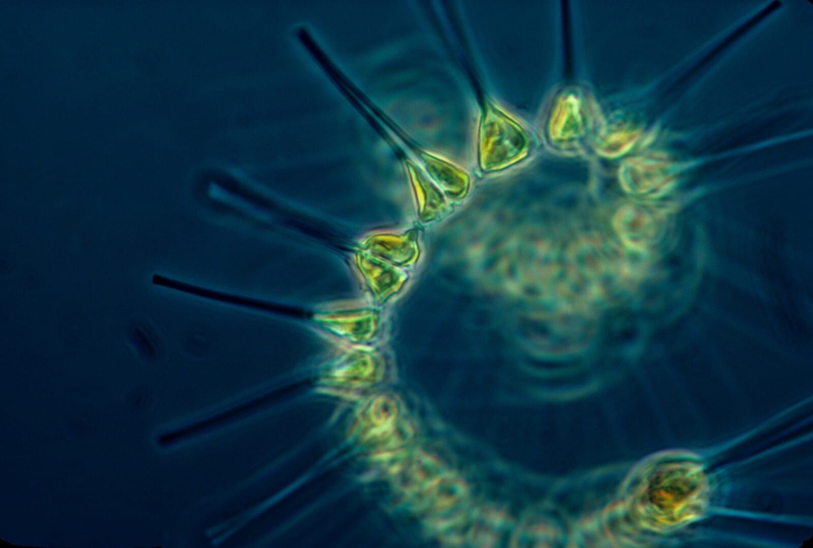 What Eats Zooplankton 11 Animals Pictures Fauna Facts what-eats-zooplankton-11-animals-pictures-fauna-facts