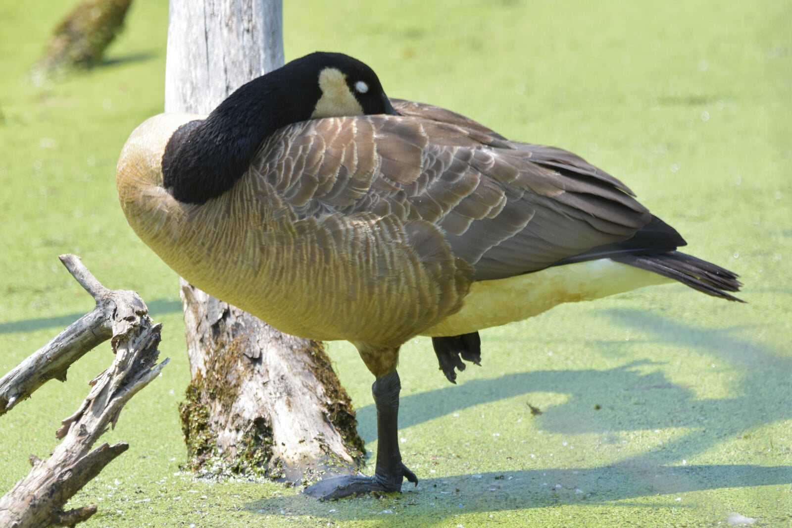 About Geese – Fauna Facts