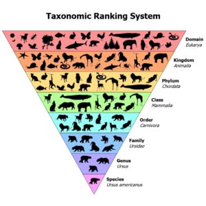 Plant & Animal Classification Guide (Biological Taxonomy) – Fauna Facts