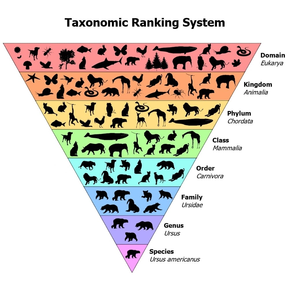 Plant Animal Classification Guide Biological Taxonomy Fauna Facts