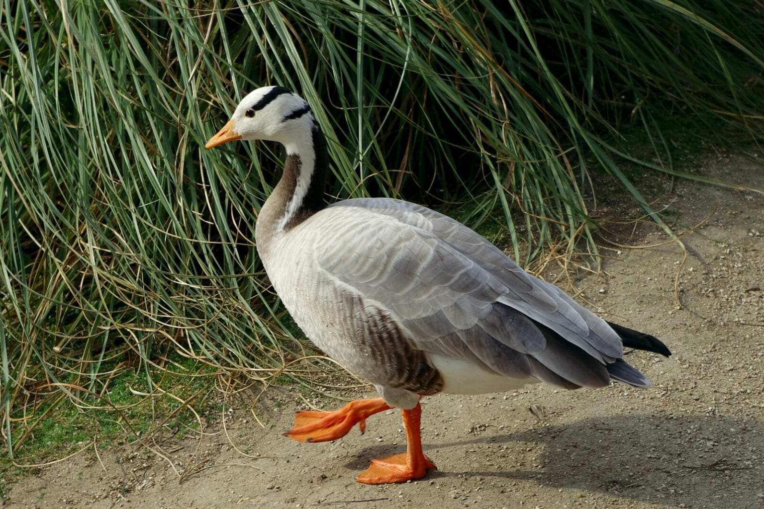 25 Birds that Honk (A to Z List with Pictures) – Fauna Facts