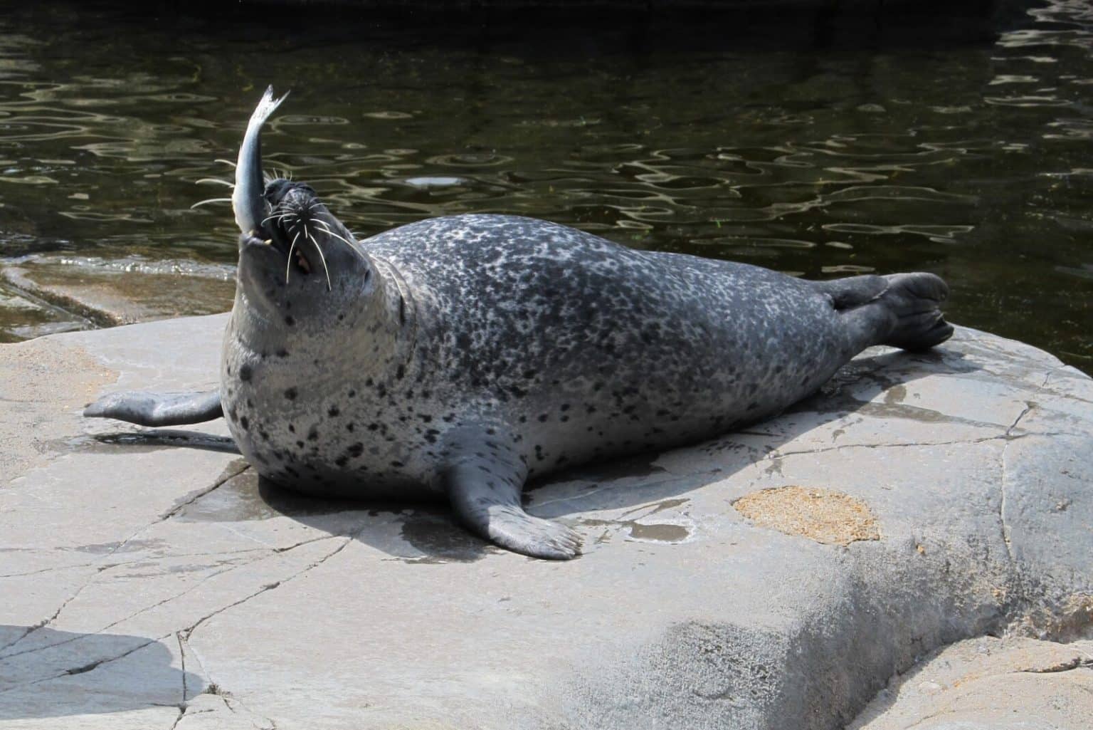 23 Examples of Animals With No Legs (A to Z List +Pictures) – Fauna Facts