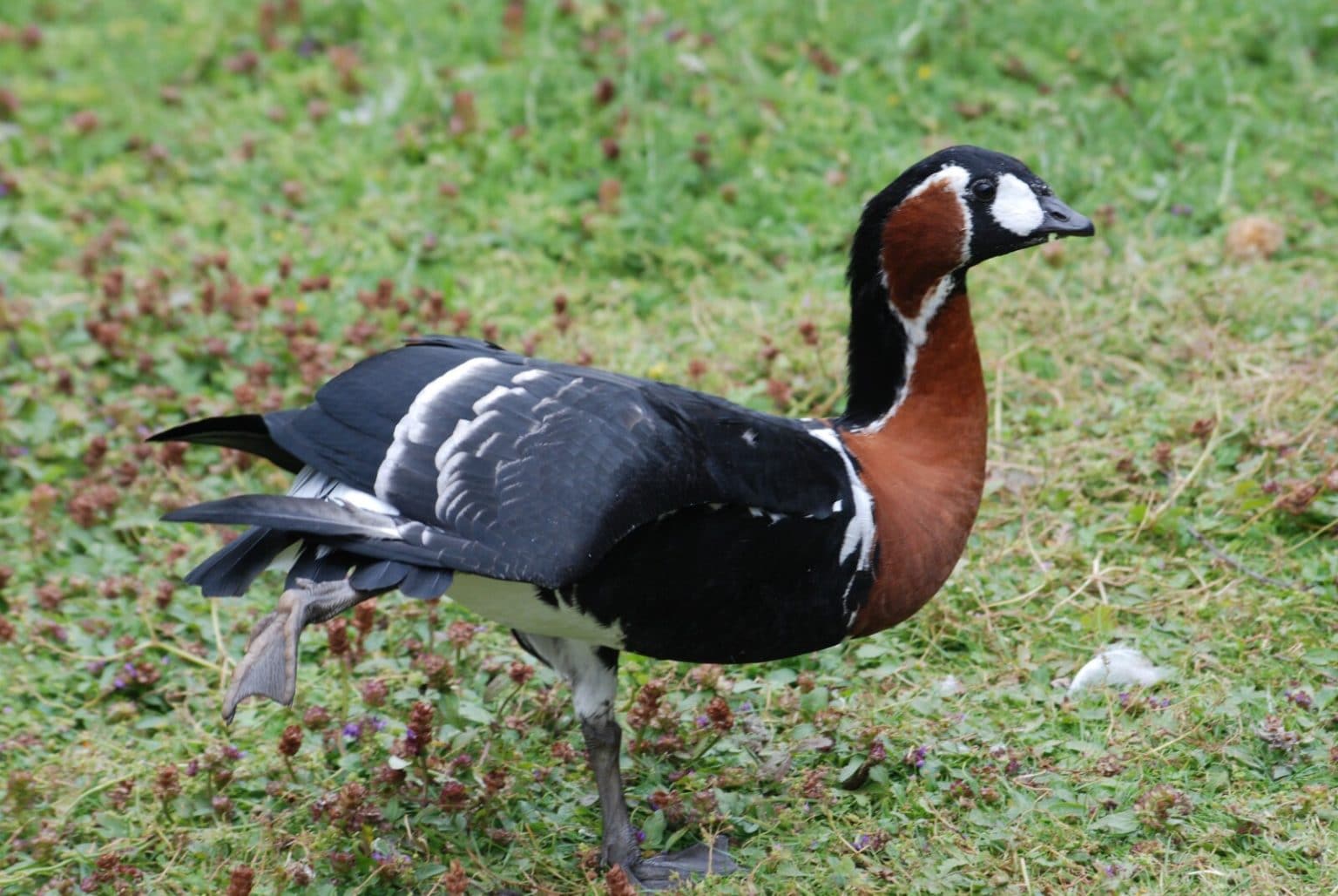 25 Birds that Honk (A to Z List with Pictures) – Fauna Facts