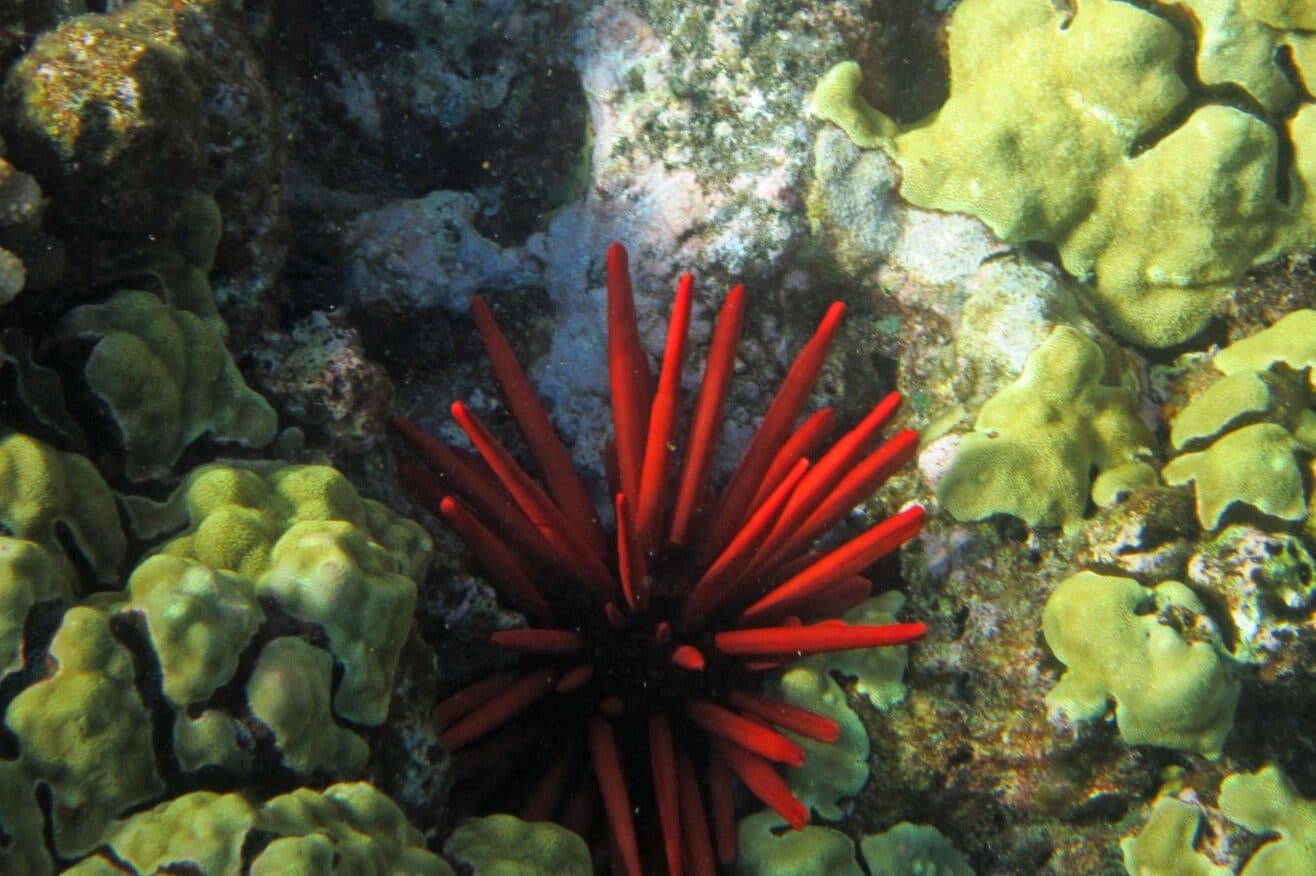 20 Animals with Spikes (A to Z List with Pictures) – Fauna Facts